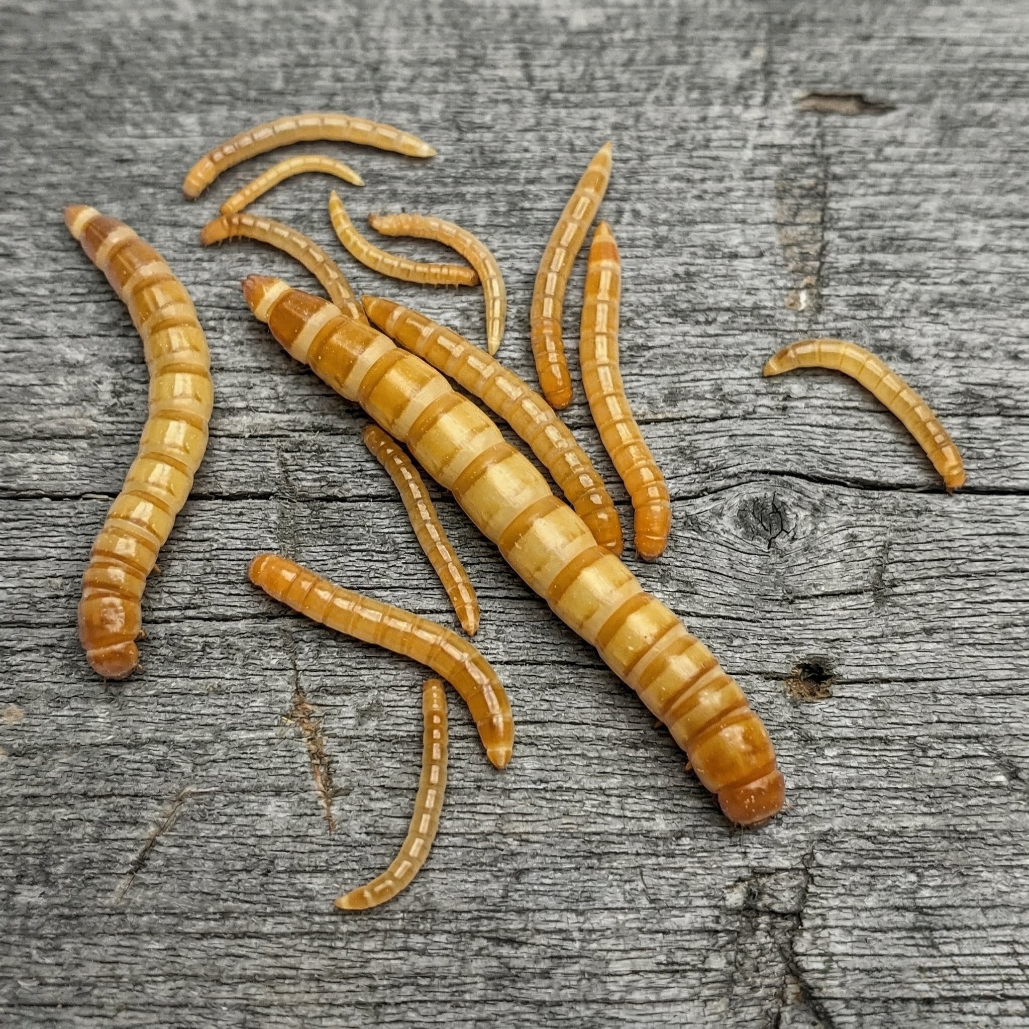 Mealworms and Mealworm Breeding Farm Kits – Wormera