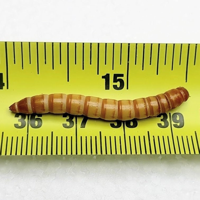 Extra-Large Mealworms – Wormera