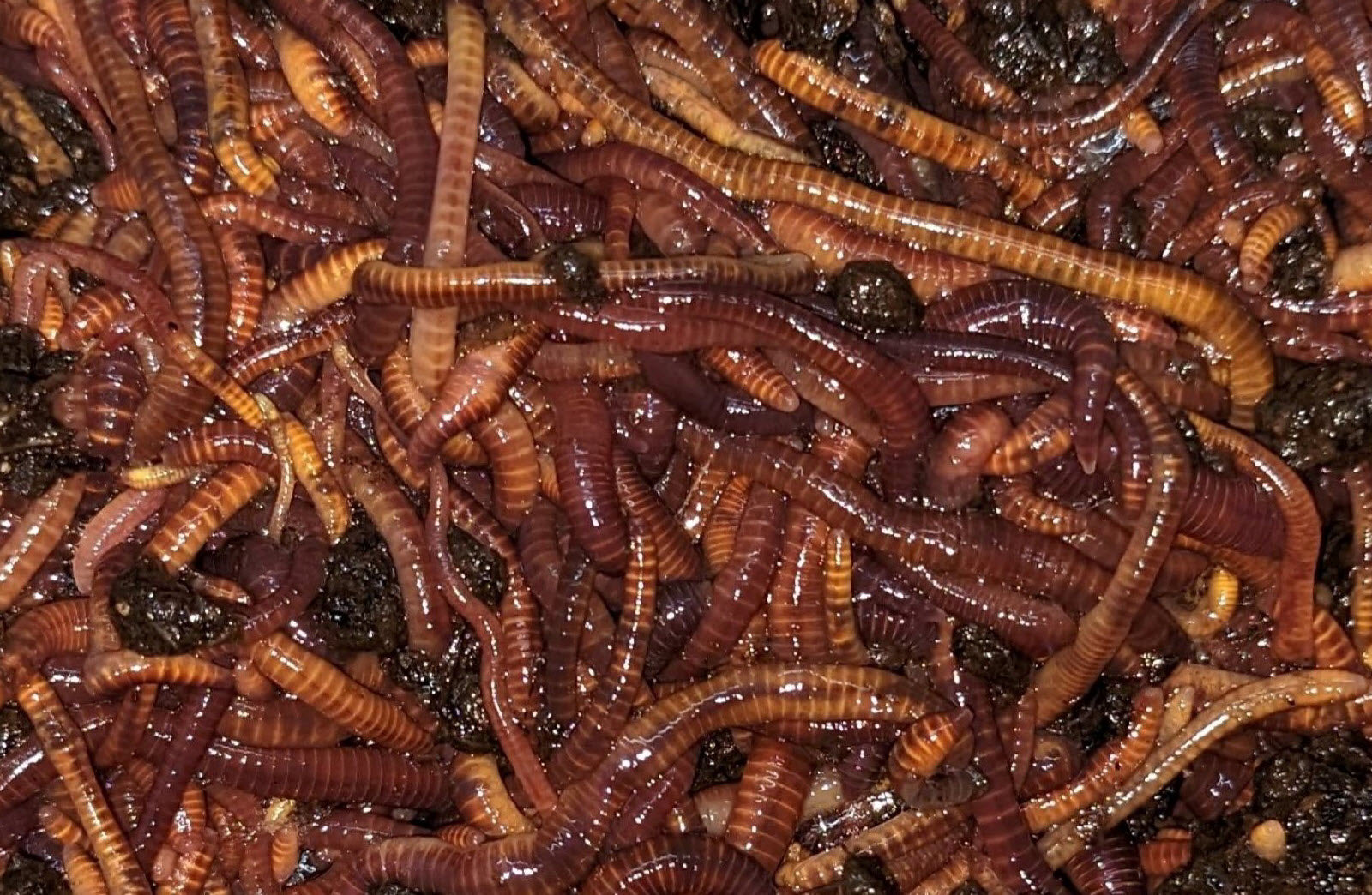 Red Wigglers, Mealworms, Castings and Frass for Sale in Canada – Wormera
